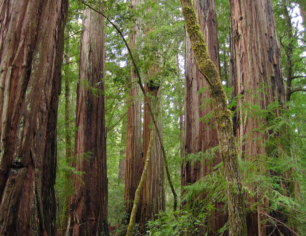 Big Basin State Park – Leor Pantilat's Adventures